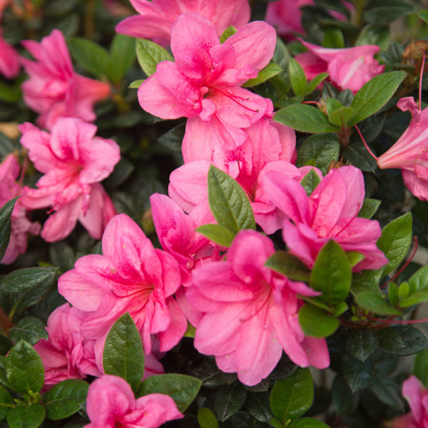 Encore Azalea 1 Gallon Autumn Empress Encore Azalea - Reblooming Azalea Shrub with Pink Flowers ...